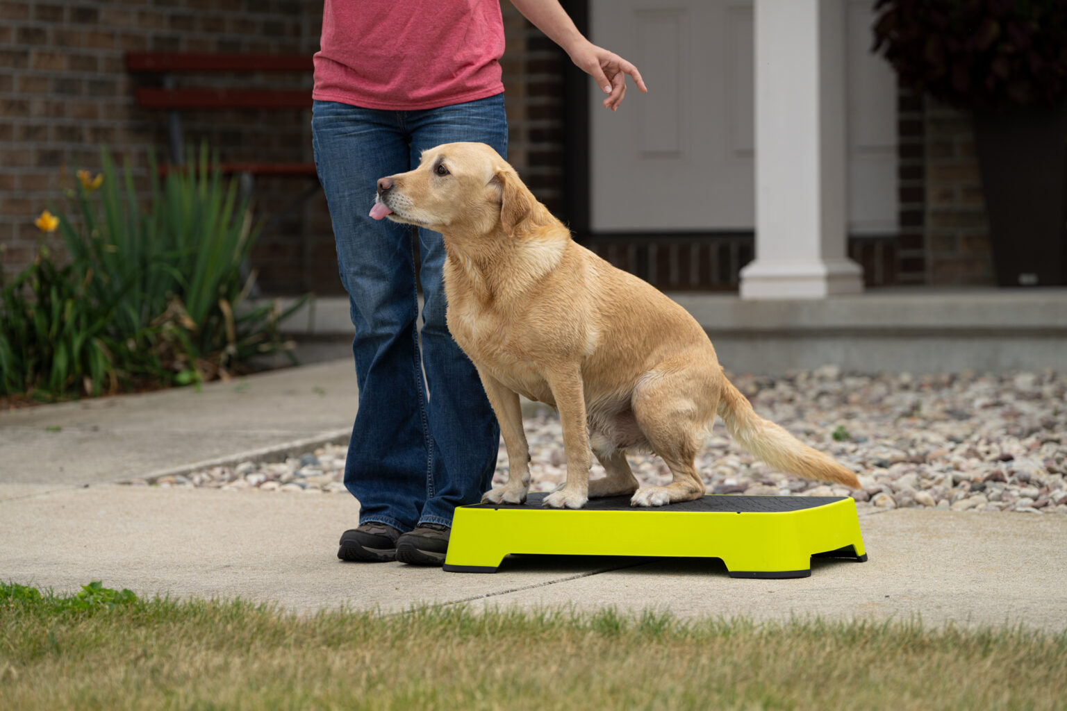 Hunting Dog Place Board Training: Is Your Hunting Dog Steady