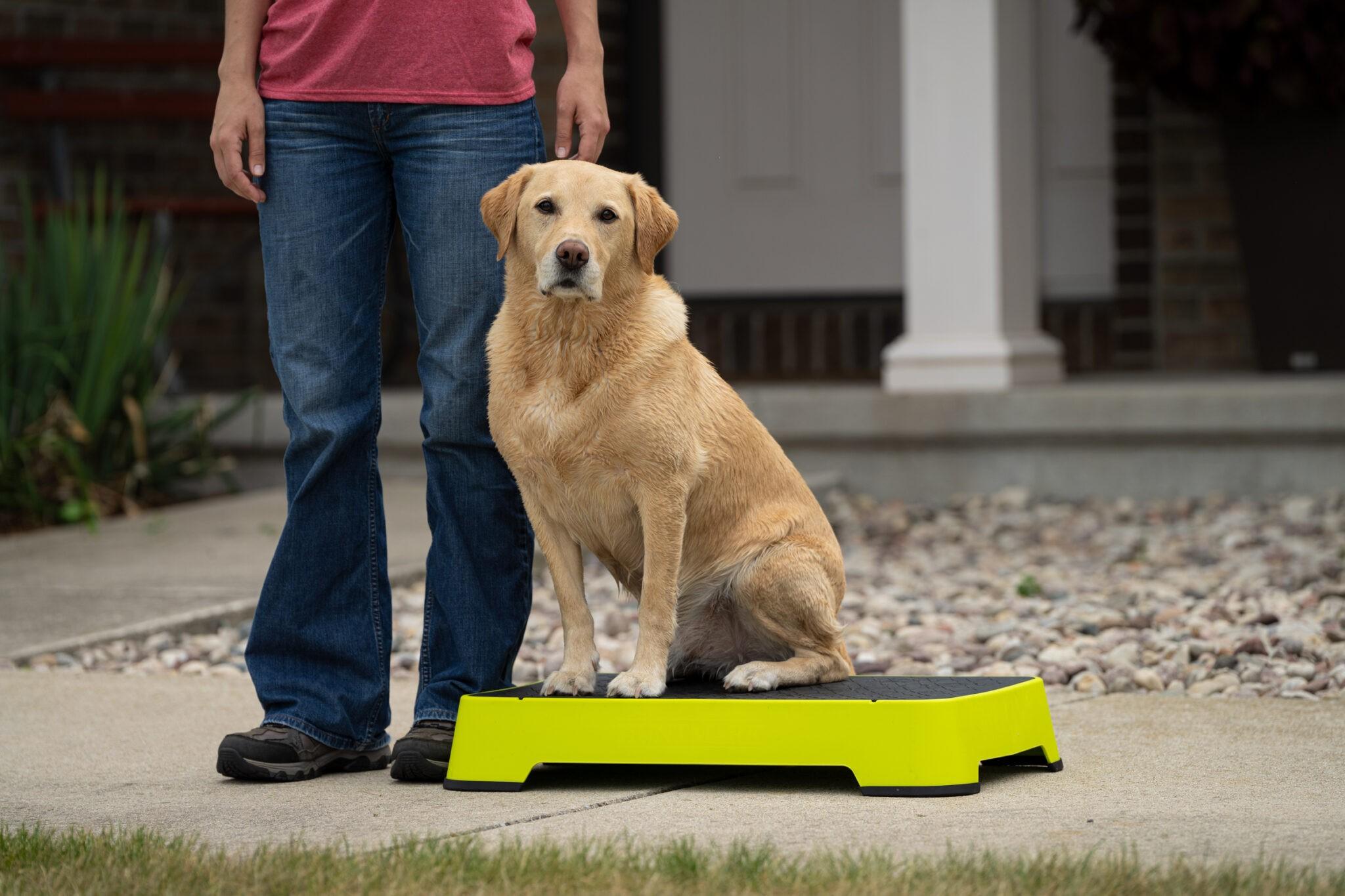 Hunting Dog Place Board Training: Is Your Hunting Dog Steady